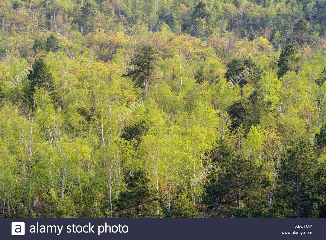 Mixed Forest Canada High Resolution Stock Photography and Images - Alamy