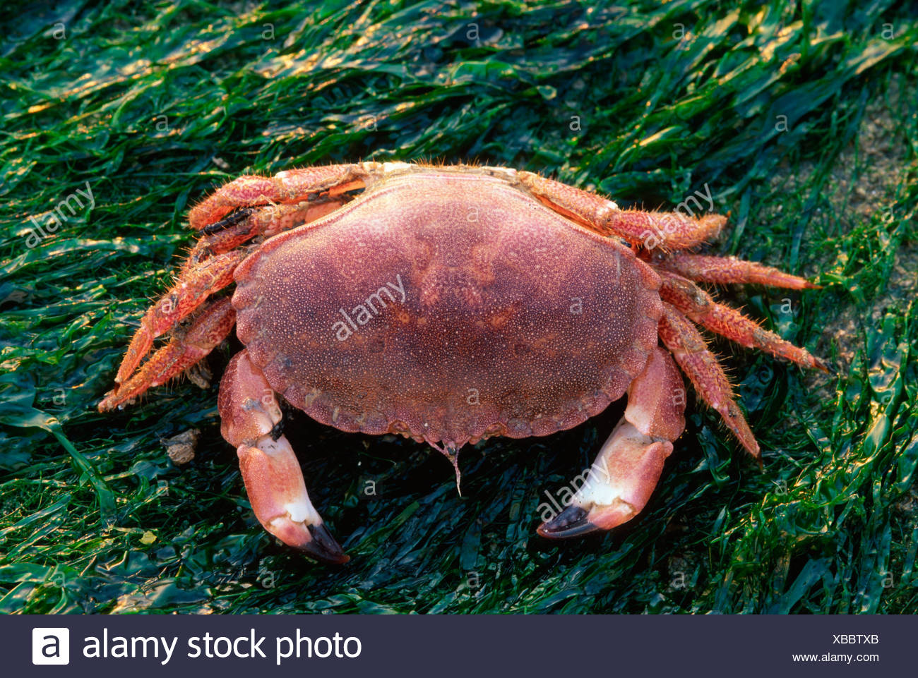 European Edible Crab High Resolution Stock Photography and Images - Alamy