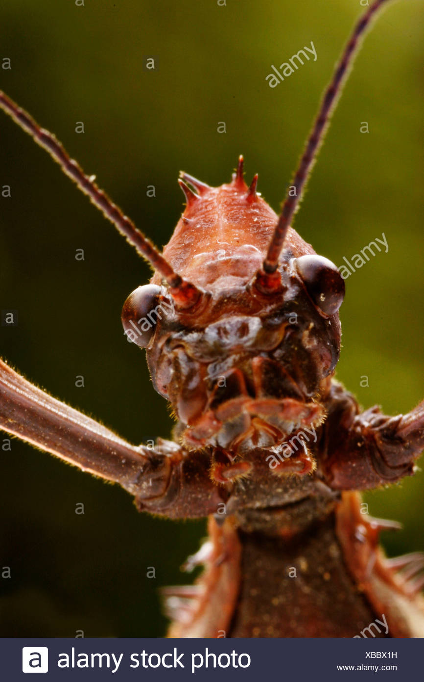 Australian Giant Prickly Stick Insect High Resolution Stock Photography ...