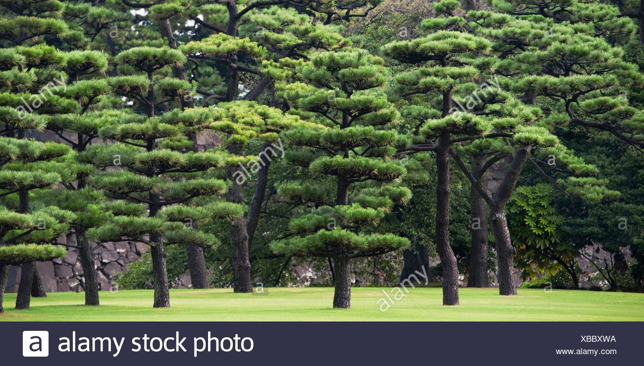 Japanese Imperial Dynasty Stock Photos & Japanese Imperial Dynasty ...