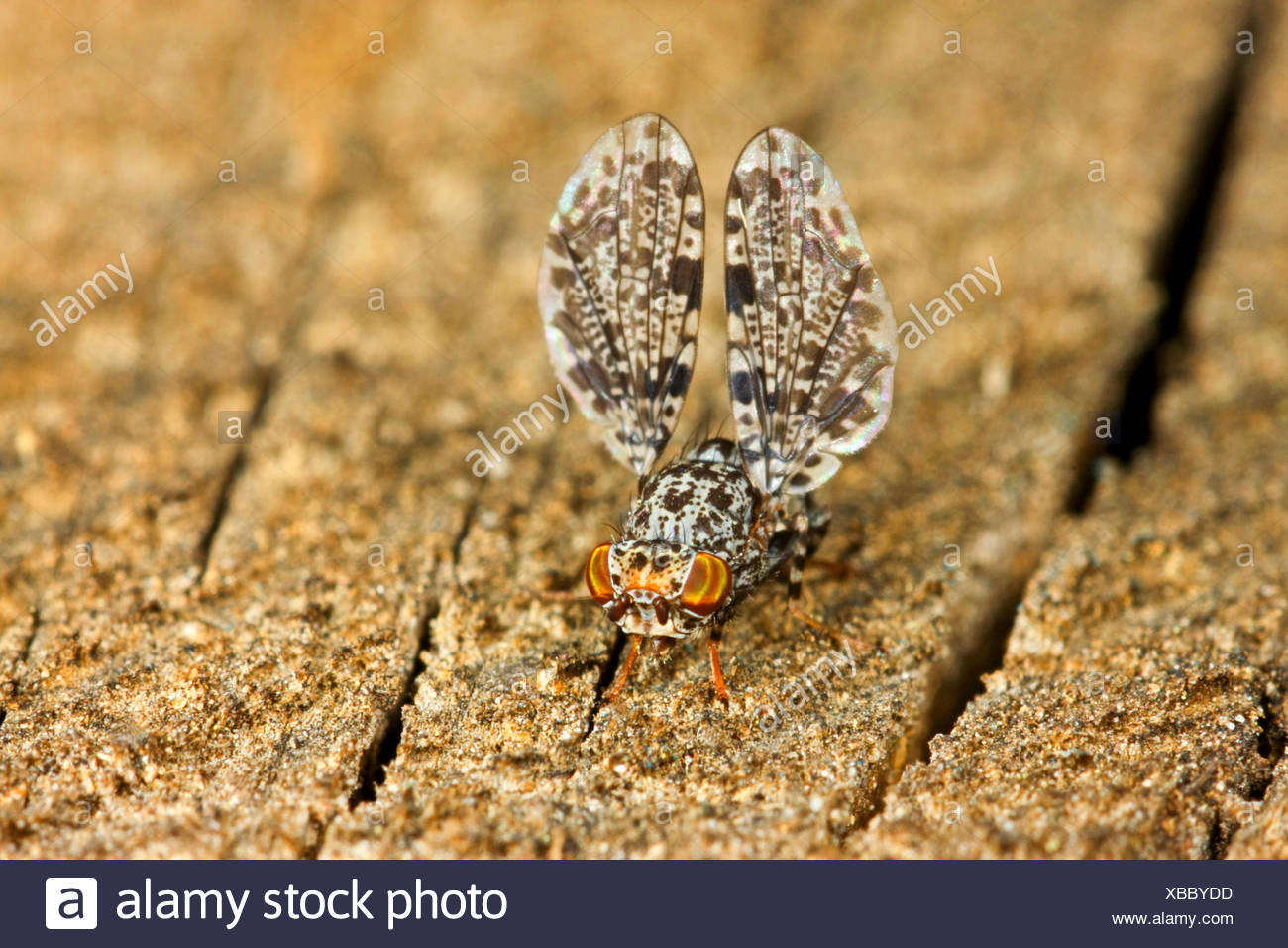 Peacock Species High Resolution Stock Photography and Images - Alamy