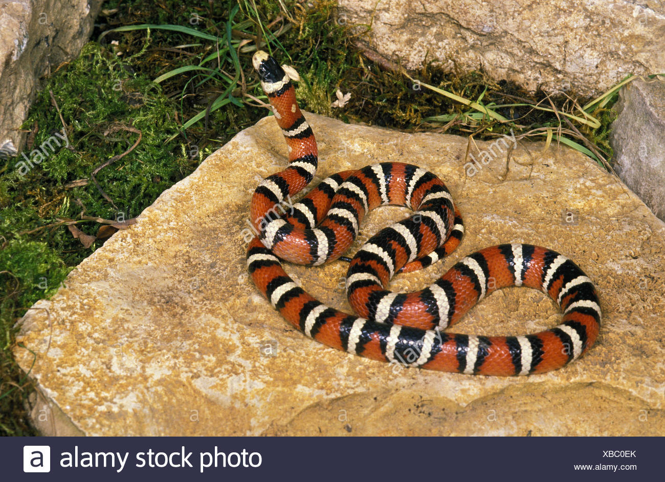 Sonoran Mountain King Snake High Resolution Stock Photography and ...