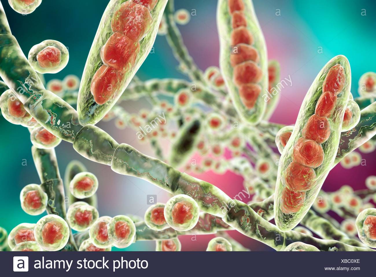 Trichophyton Mentagrophytes High Resolution Stock Photography and ...