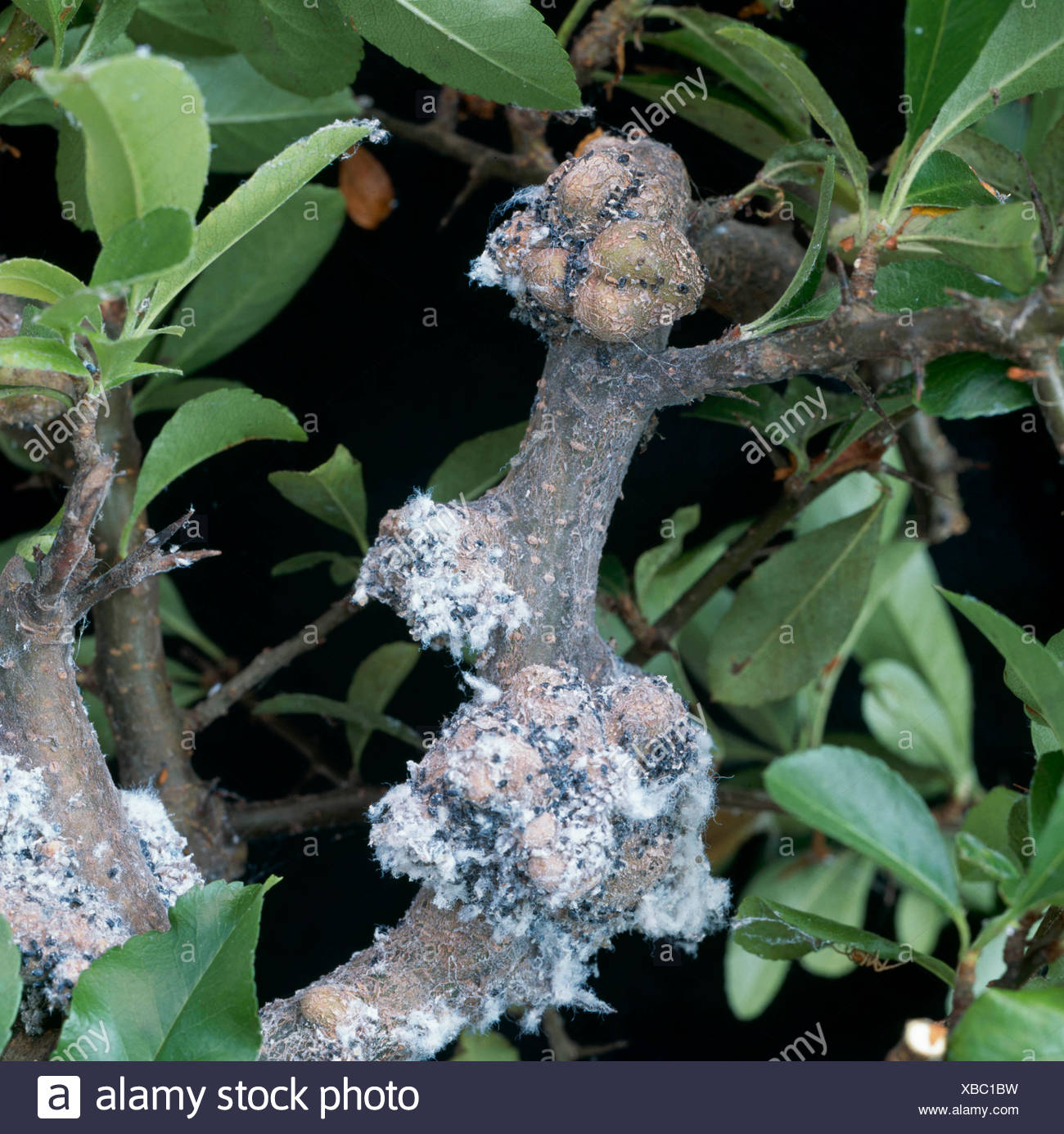 Woolly Aphids Stock Photos & Woolly Aphids Stock Images - Alamy