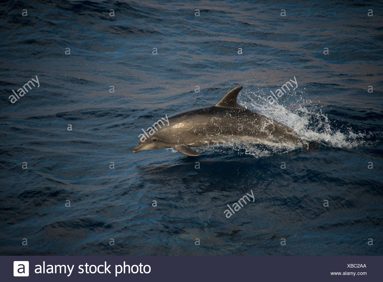 Bottlenose Dolphin Jumping High Resolution Stock Photography and Images ...