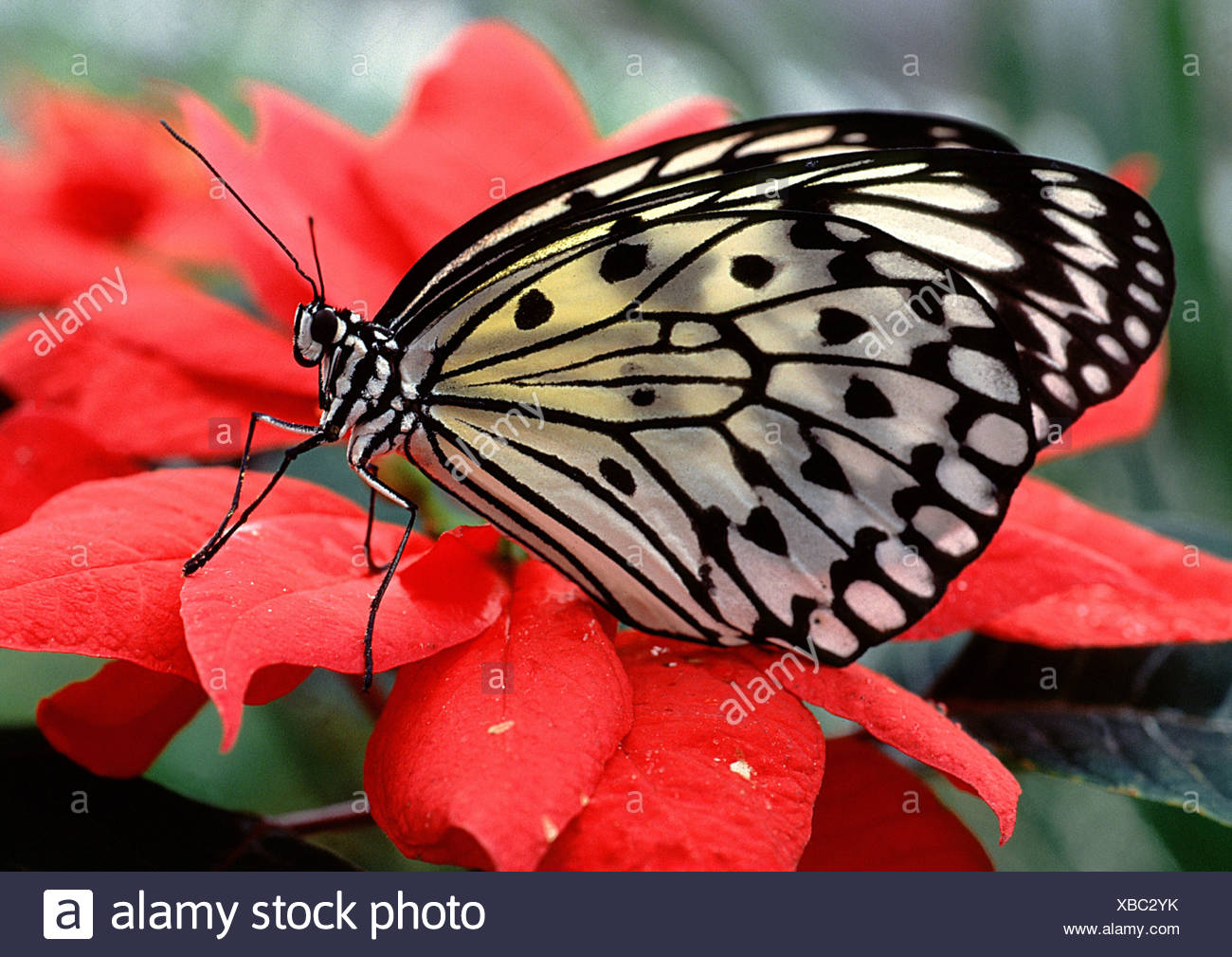 Tropical Rainforest Insects High Resolution Stock Photography and ...
