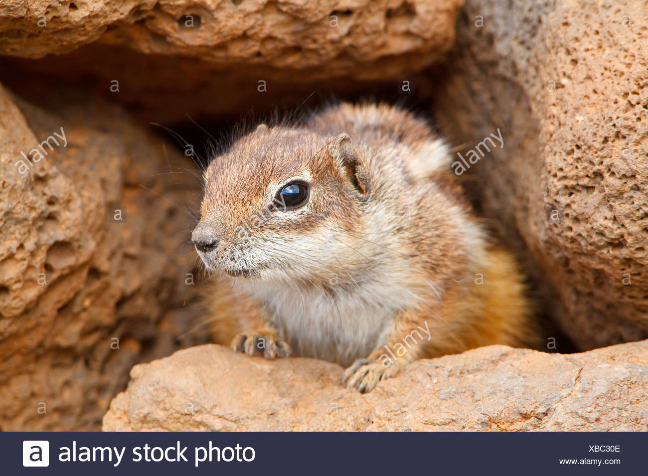 Rodent Spain Spanish Wildlife High Resolution Stock Photography and ...