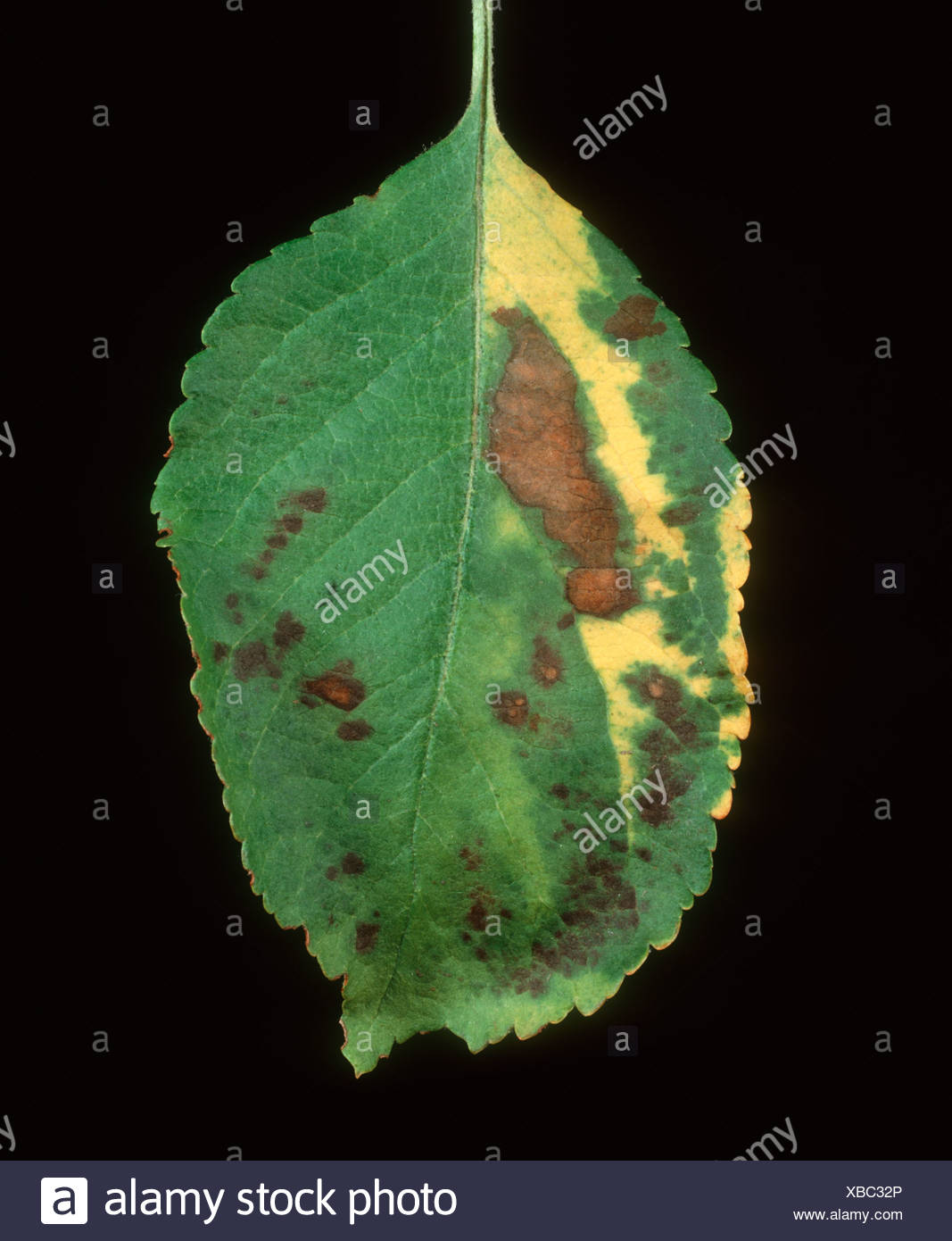 Mineral Deficiency High Resolution Stock Photography and Images - Alamy