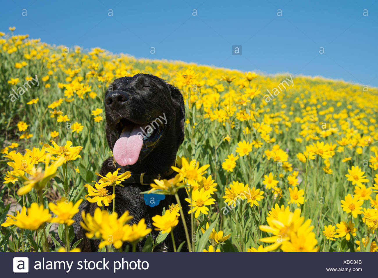 Retriever Yellow Labrador High Resolution Stock Photography and Images ...