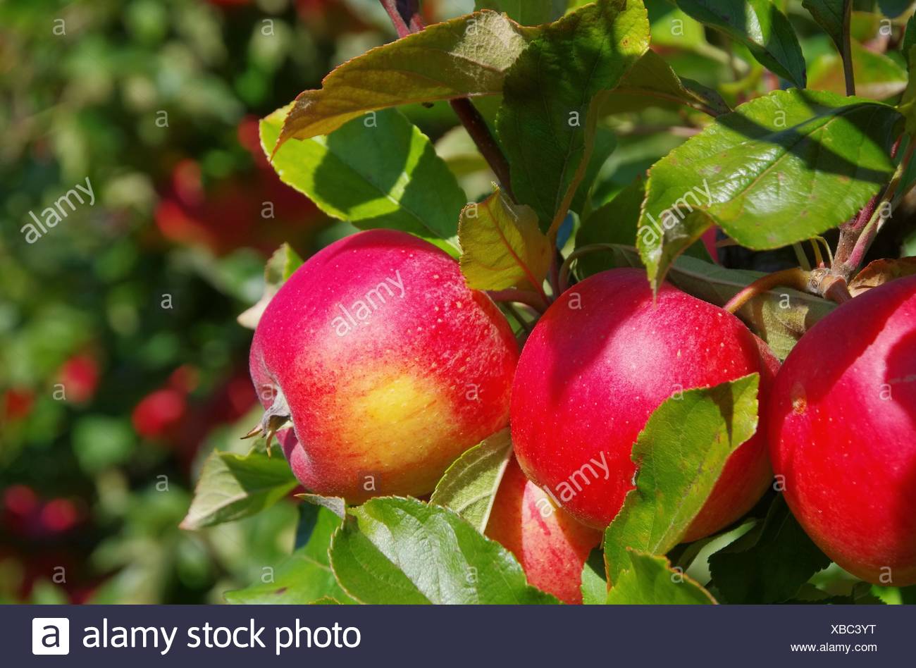 Apfel Am Baum High Resolution Stock Photography and Images - Alamy
