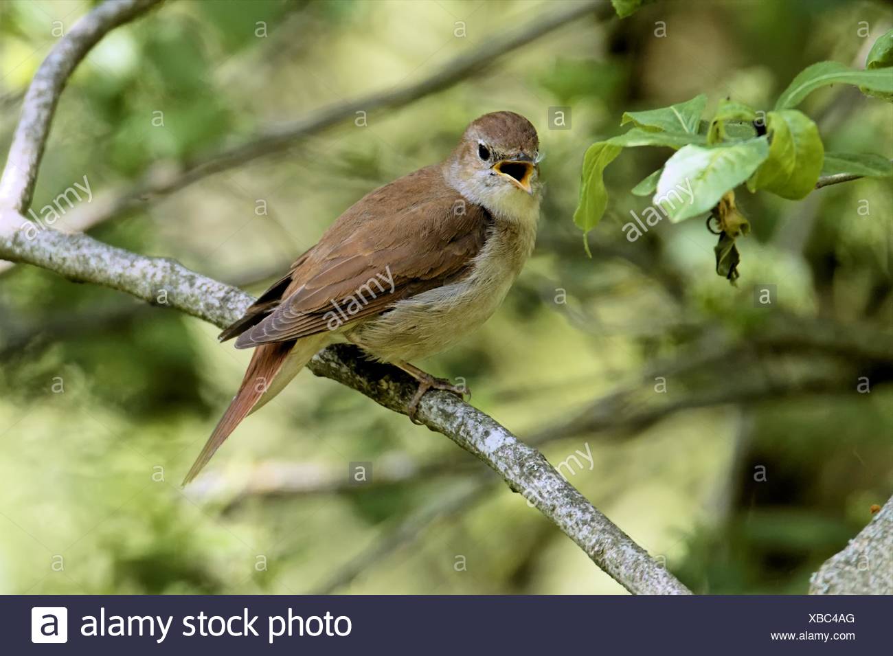 Nightingale Singing Tree Stock Photos & Nightingale Singing Tree Stock ...