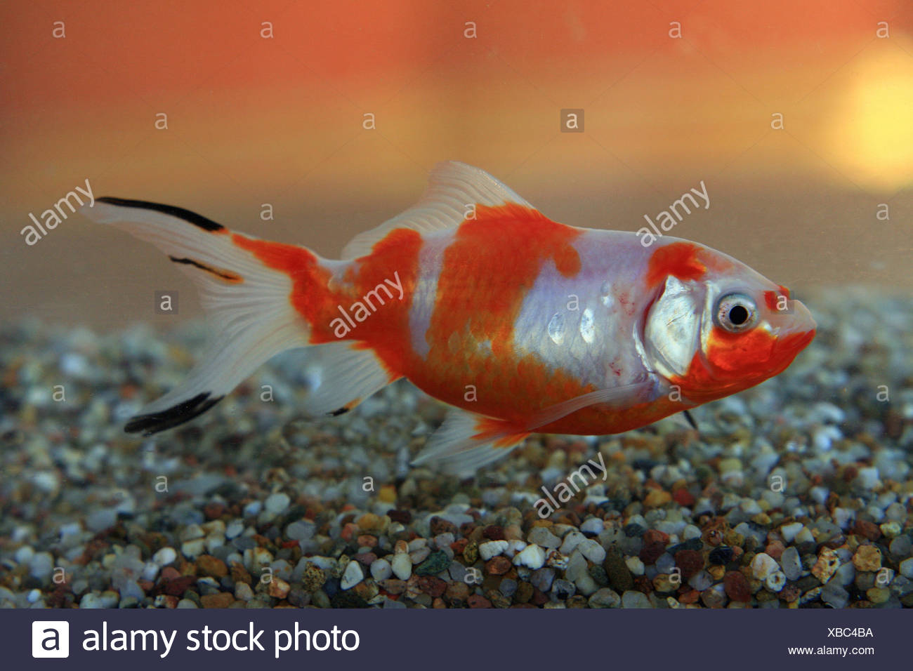 Goldfish Shubunkin High Resolution Stock Photography and Images - Alamy