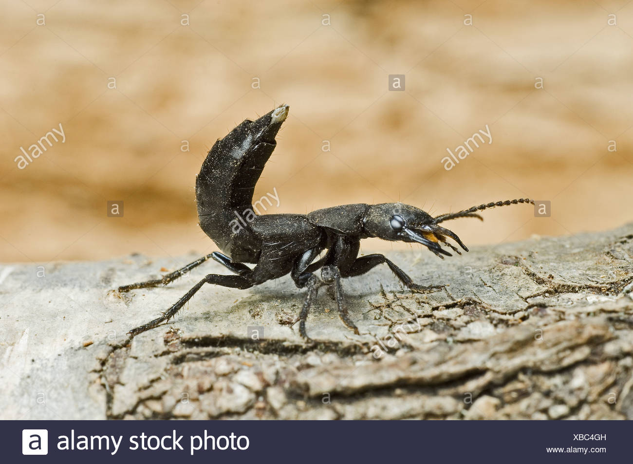 Staphylinus High Resolution Stock Photography and Images - Alamy