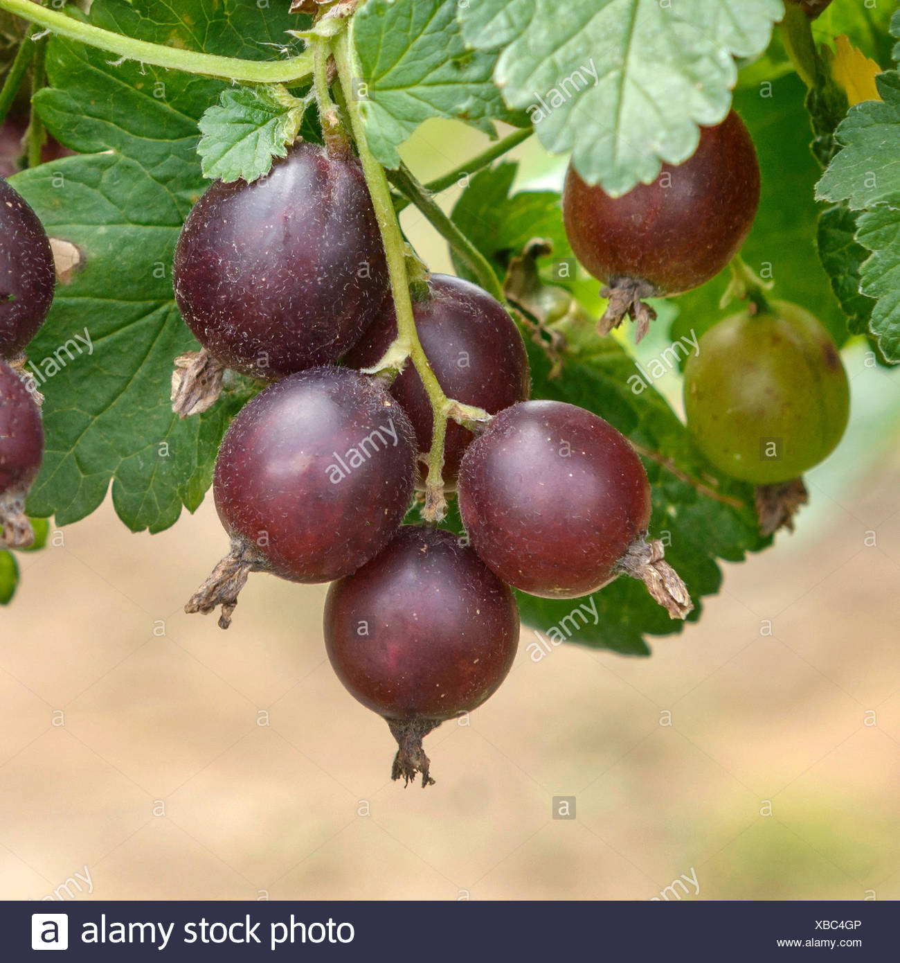 Ribes X Nidigrolaria High Resolution Stock Photography and Images - Alamy