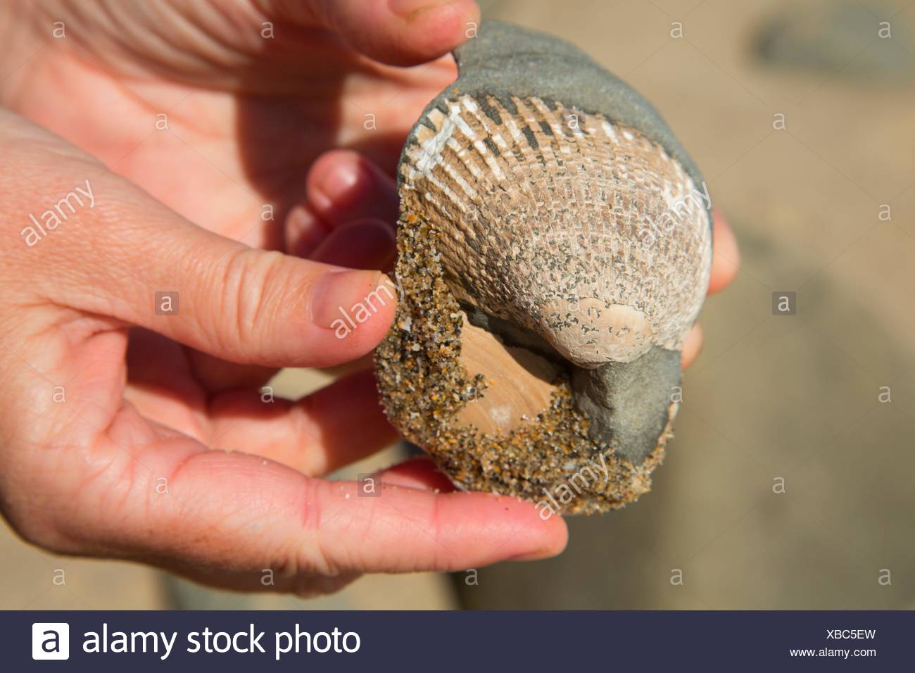 Clam Fossils High Resolution Stock Photography and Images - Alamy