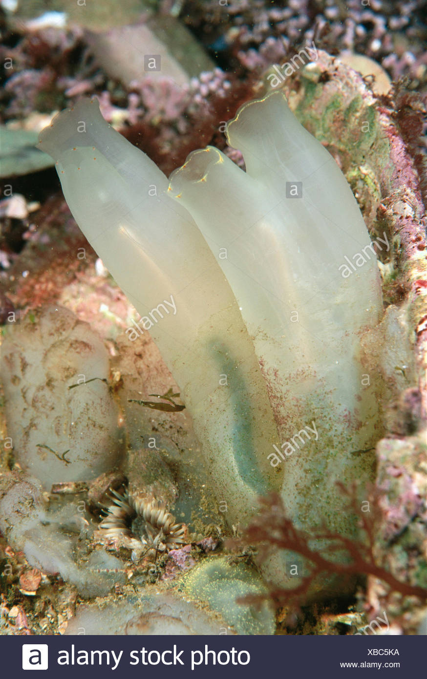 Ciona Intestinalis High Resolution Stock Photography and Images - Alamy