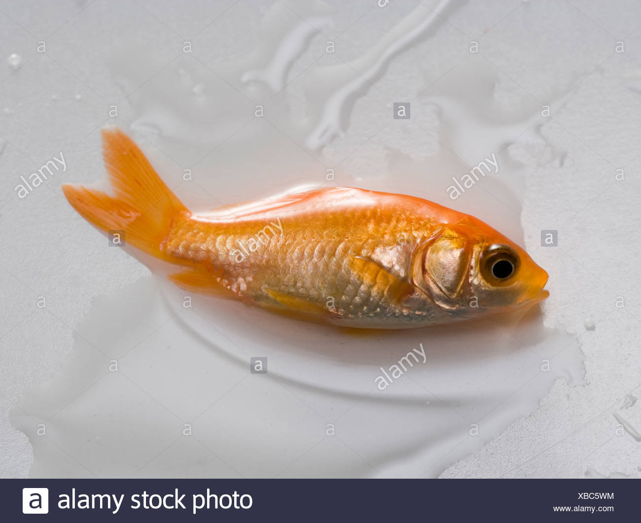 Gasping Fish High Resolution Stock Photography and Images - Alamy