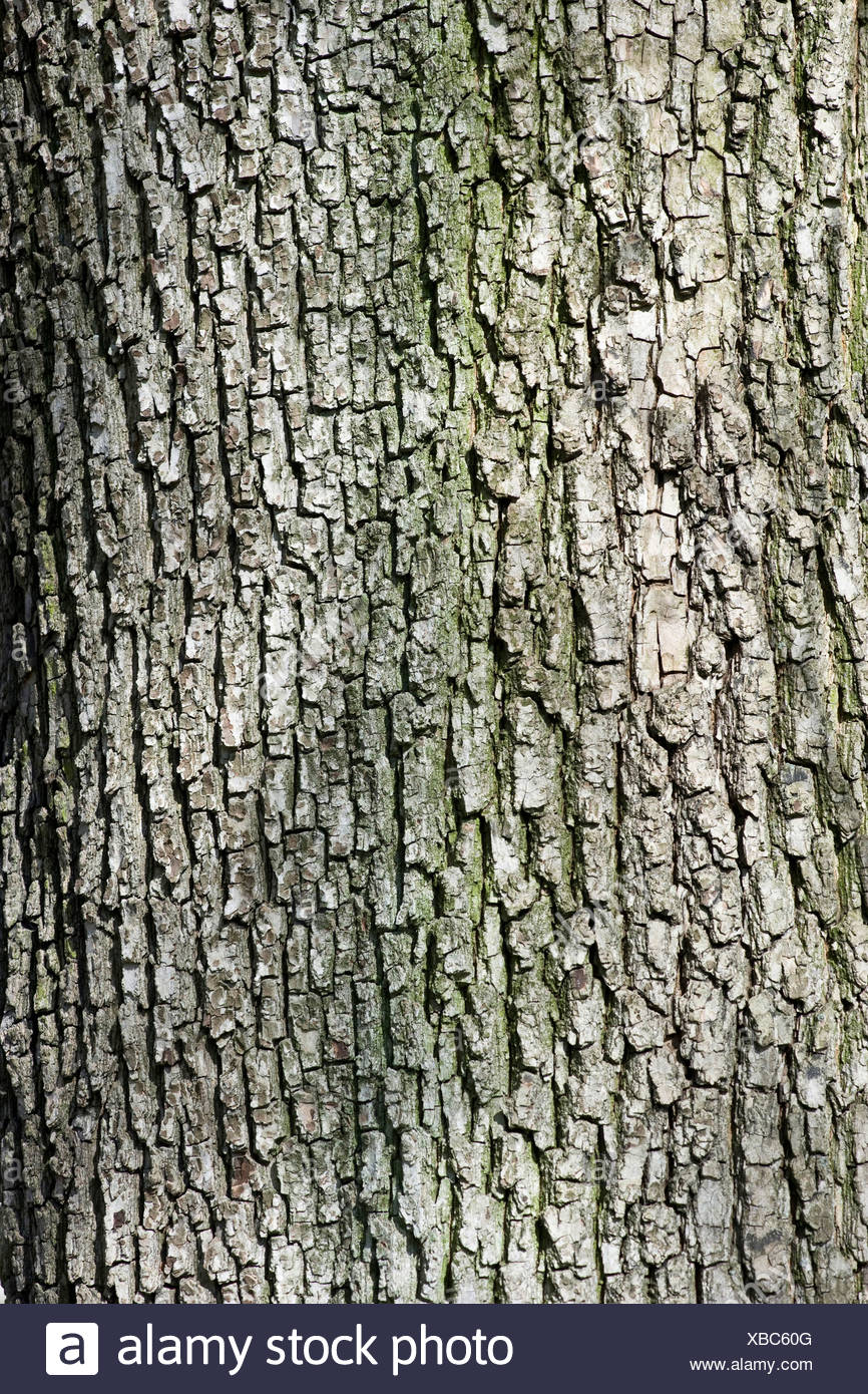 Maple Logs High Resolution Stock Photography and Images - Alamy