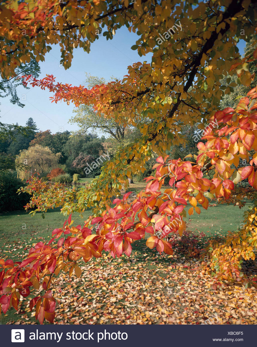 Autumn Nyssa Sylvatica High Resolution Stock Photography and Images - Alamy
