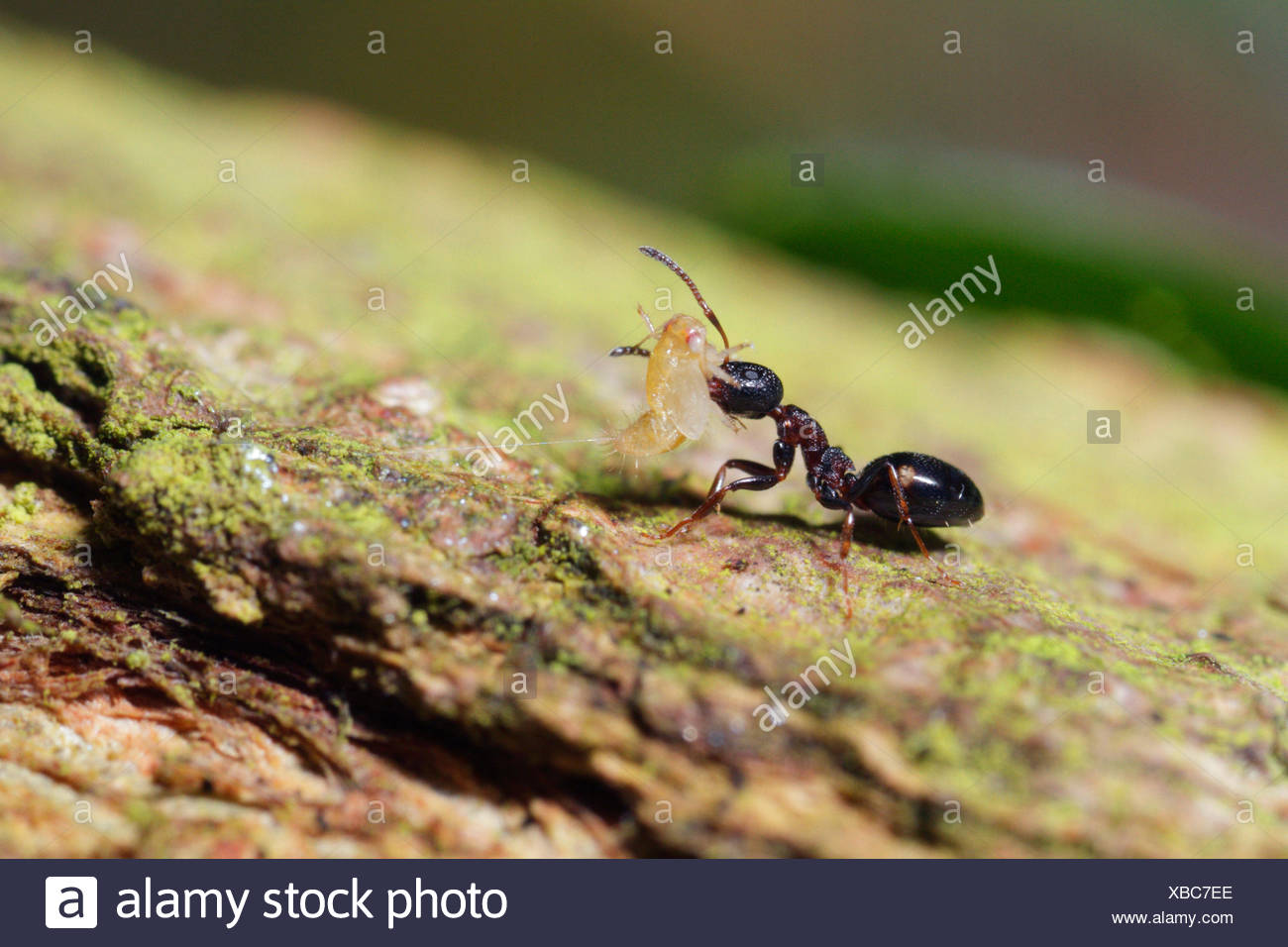 Plantlice High Resolution Stock Photography and Images - Alamy