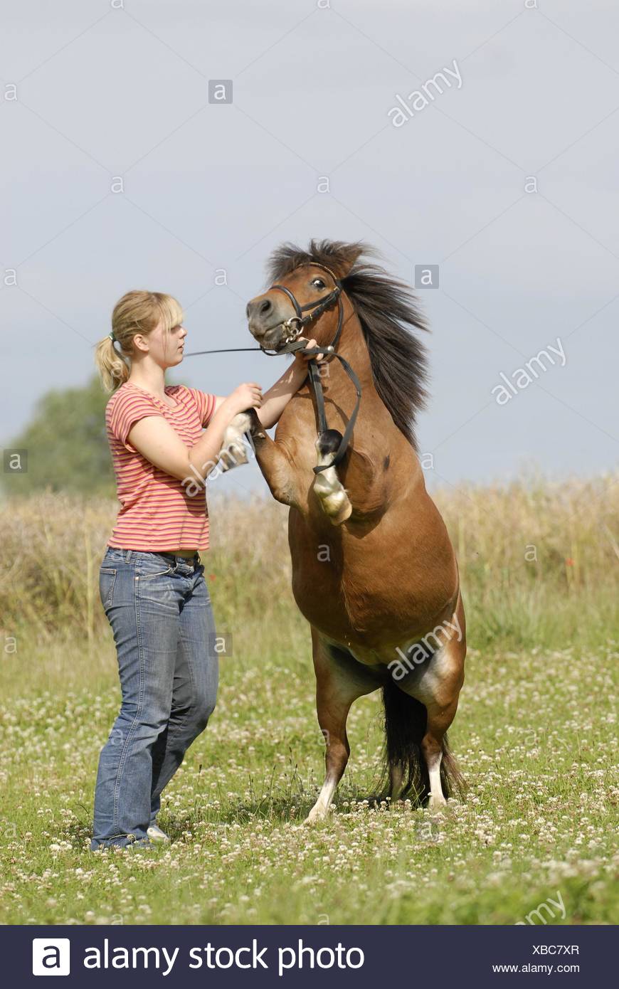 Shetland Pony Horse Rearing Stock Photos & Shetland Pony Horse Rearing ...