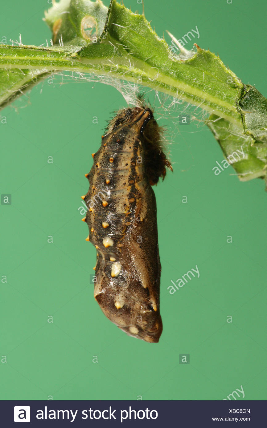 Pupating Caterpillar High Resolution Stock Photography and Images - Alamy