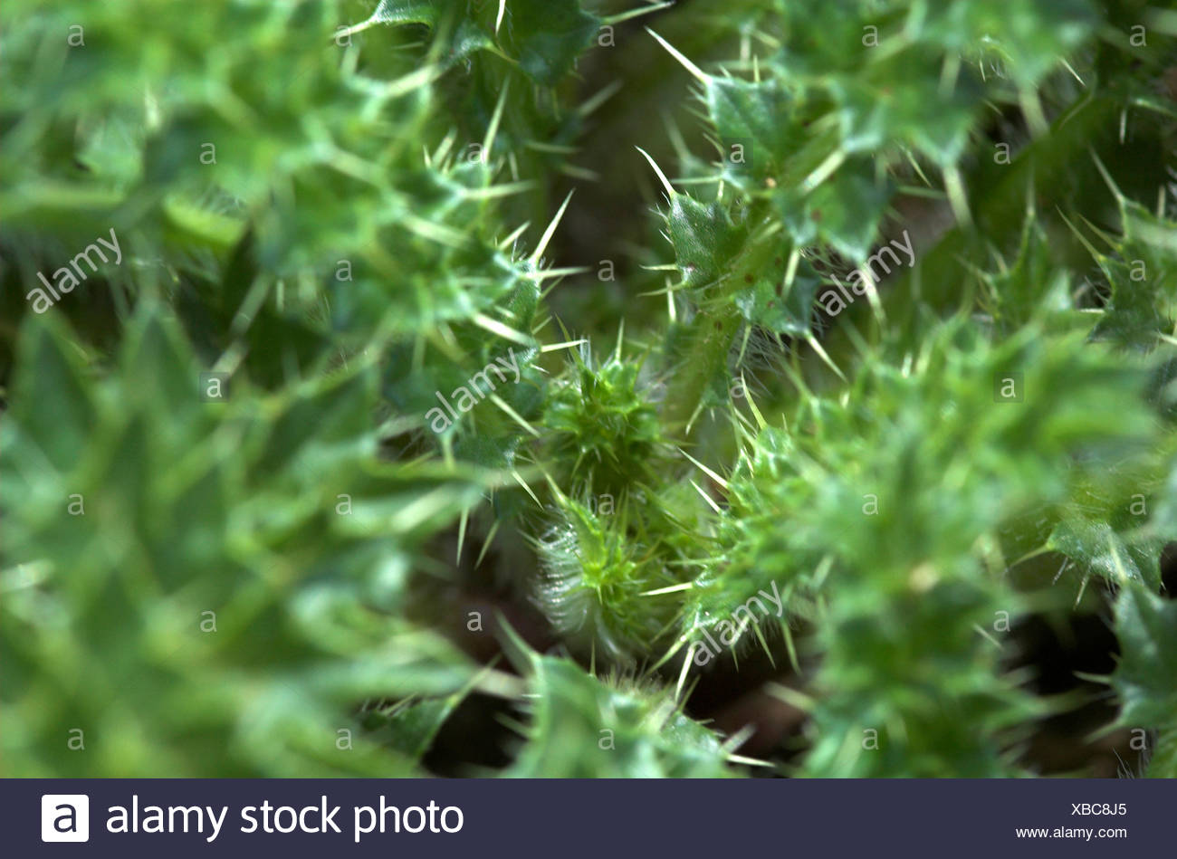 Spiny Leaves High Resolution Stock Photography and Images - Alamy