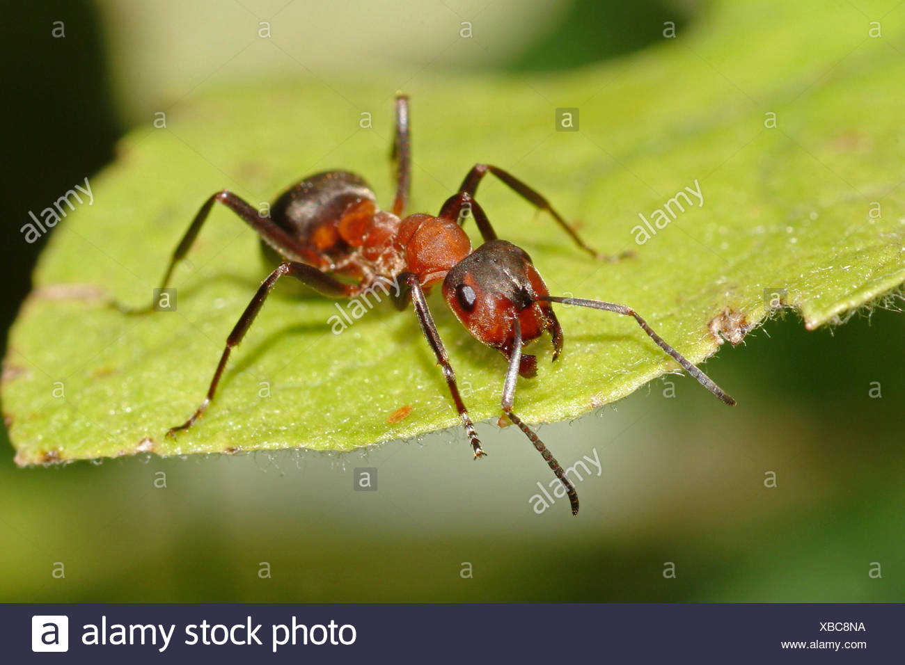 Ant Front View High Resolution Stock Photography and Images - Alamy