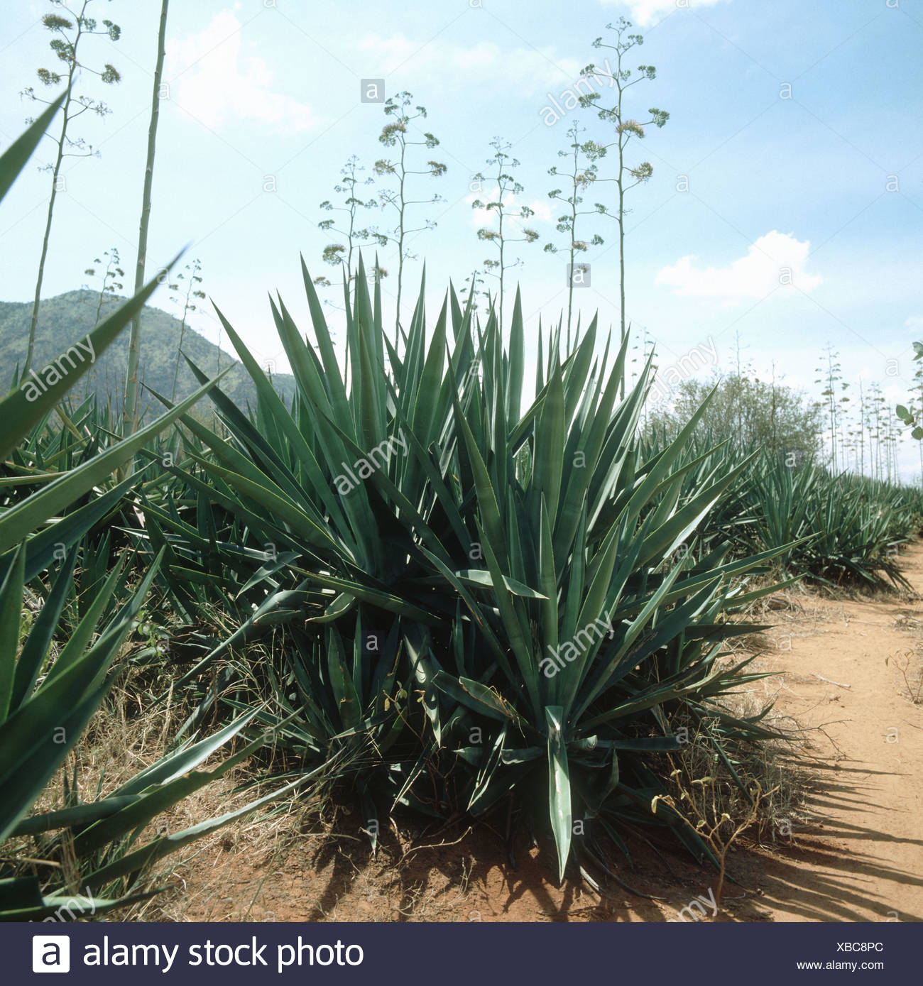 Sisal Agave Agave Sisalana Plantation Stock Photos & Sisal Agave Agave ...