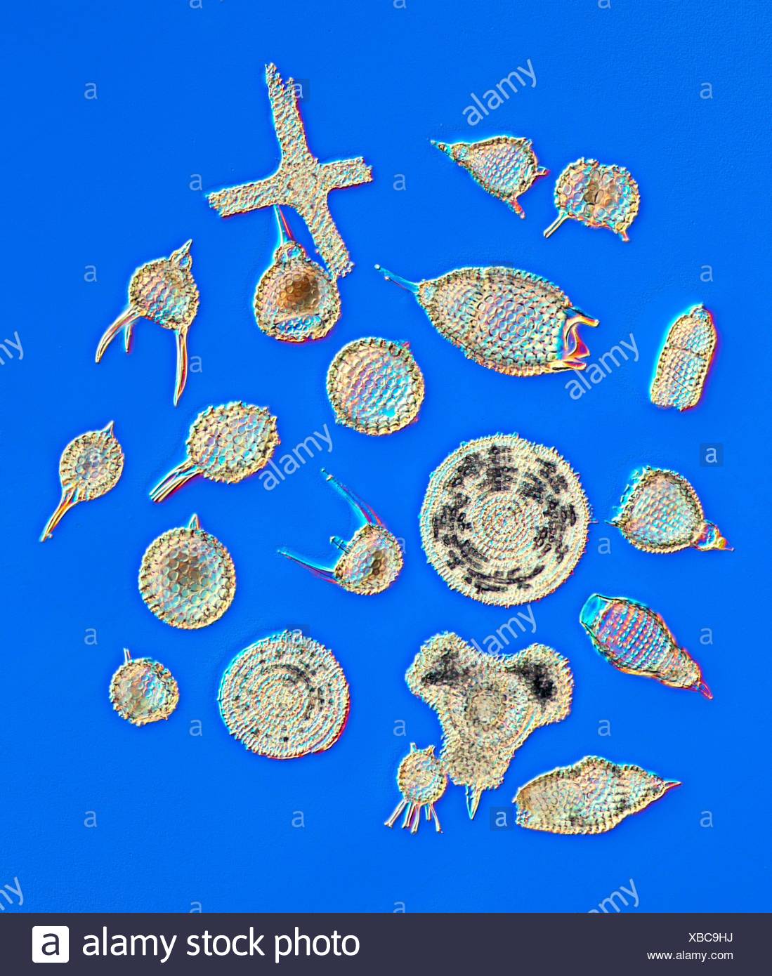 External Skeletons High Resolution Stock Photography and Images - Alamy