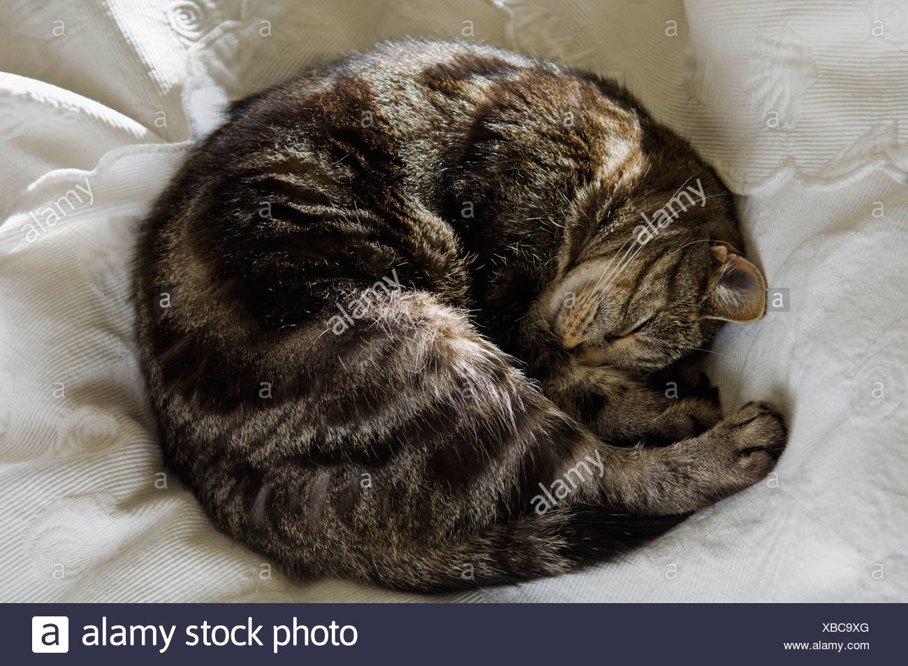 Peaceful Cat Sleeping High Resolution Stock Photography and Images - Alamy
