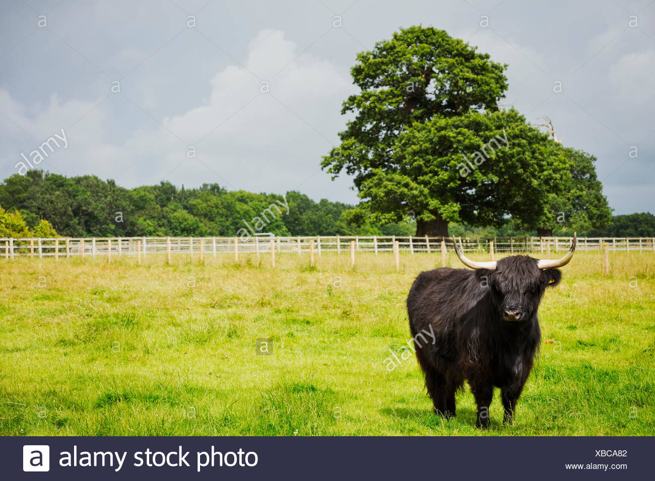 Black Highland Cattle High Resolution Stock Photography and Images - Alamy
