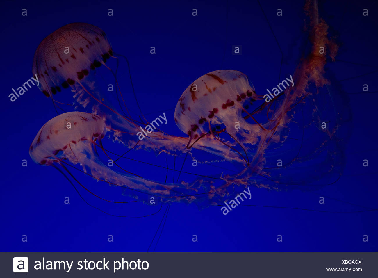 Chironex Fleckeri High Resolution Stock Photography and Images - Alamy