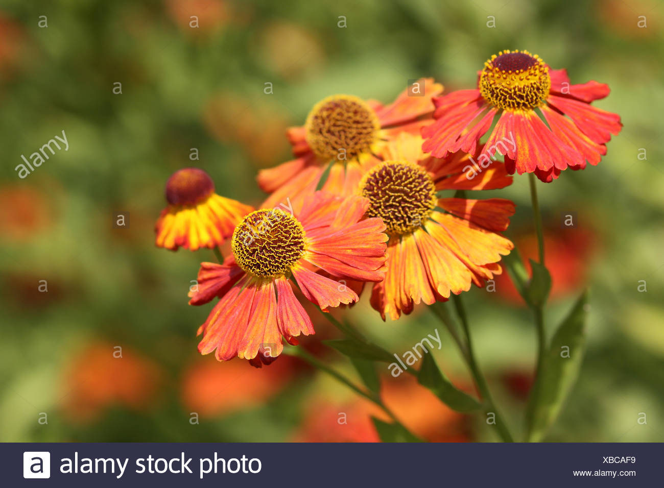 Herbststaude Stock Photos & Herbststaude Stock Images - Alamy