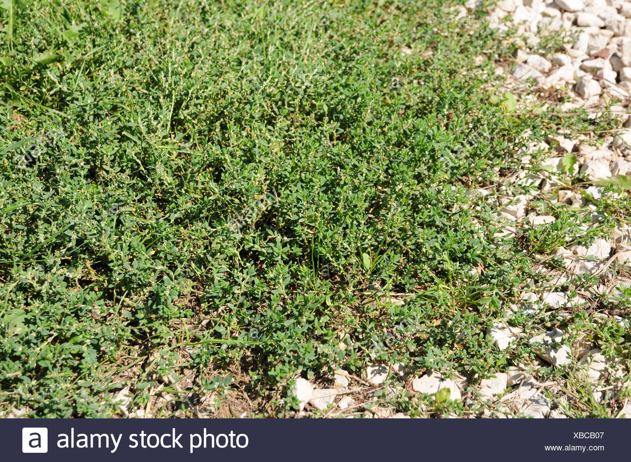 Common Knotweed High Resolution Stock Photography and Images - Alamy