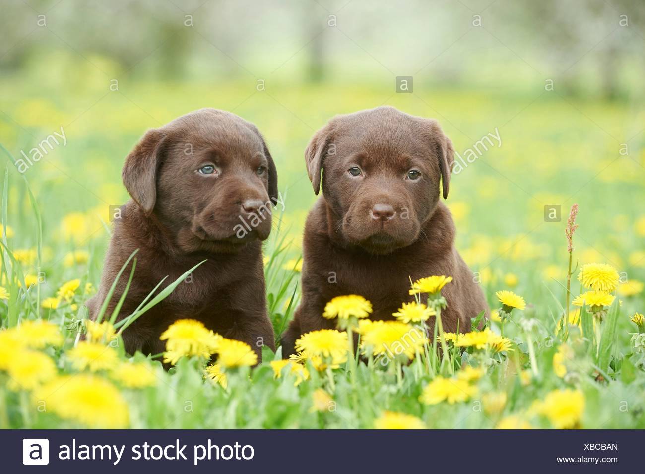 Two Puppies High Resolution Stock Photography and Images - Alamy