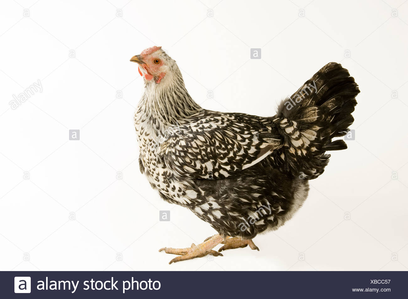Silver Laced Wyandotte High Resolution Stock Photography and Images - Alamy