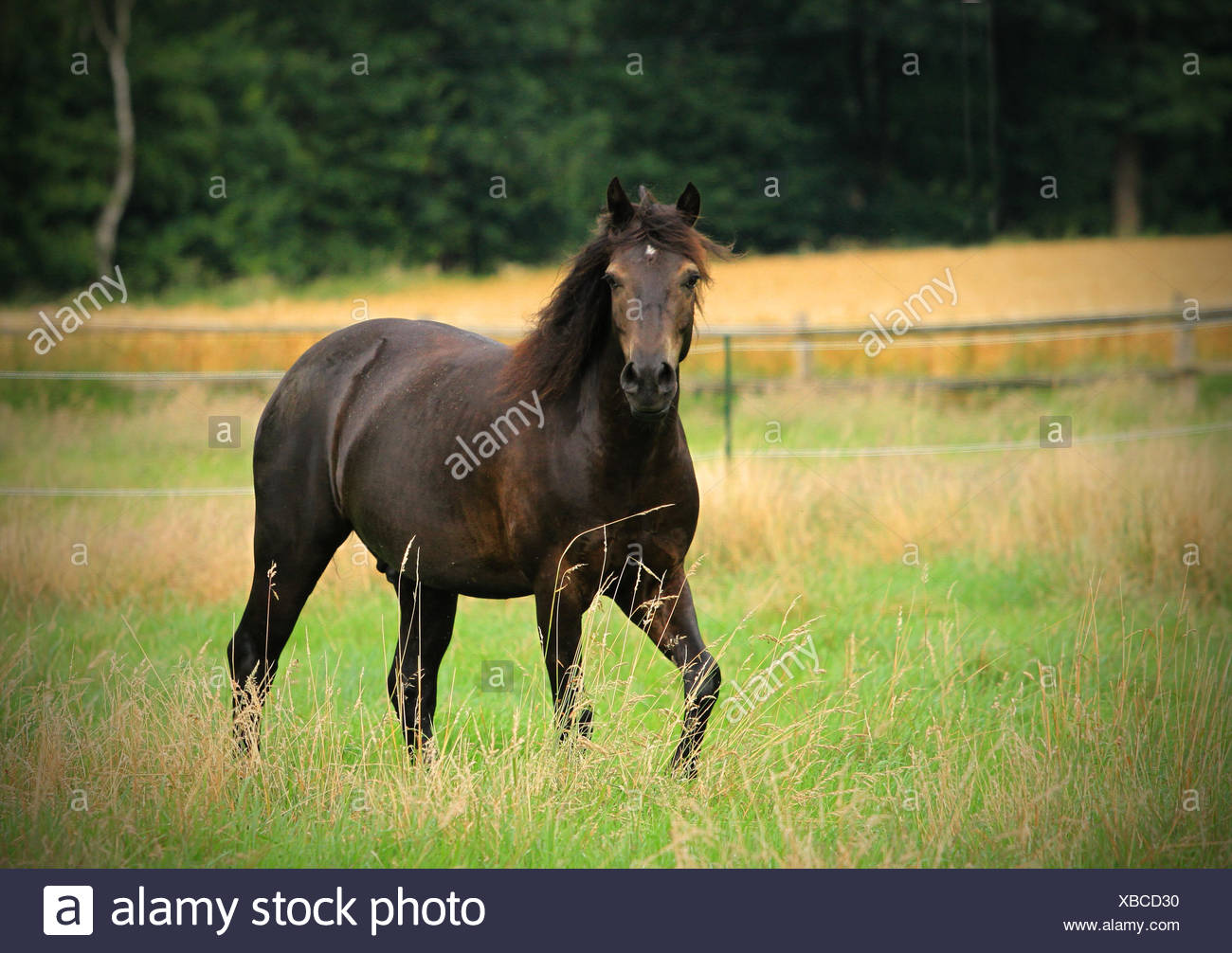 Cow Pony High Resolution Stock Photography and Images - Alamy