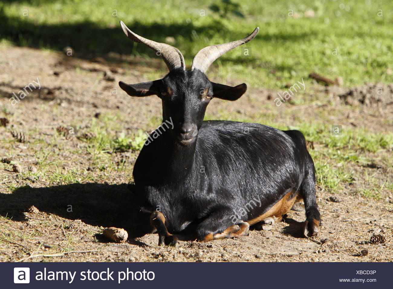 Rove Goat High Resolution Stock Photography and Images - Alamy