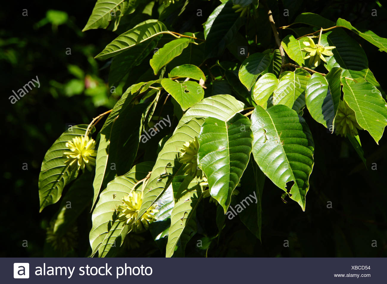 Camptotheca Acuminata Stock Photos & Camptotheca Acuminata Stock Images ...