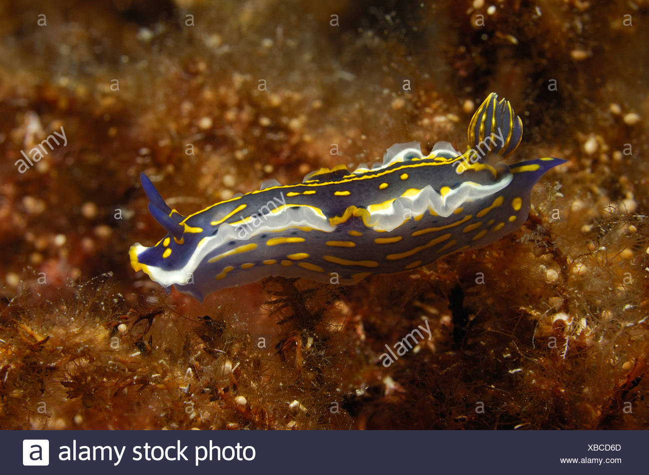 Blue Dorid Nudibranch High Resolution Stock Photography and Images - Alamy