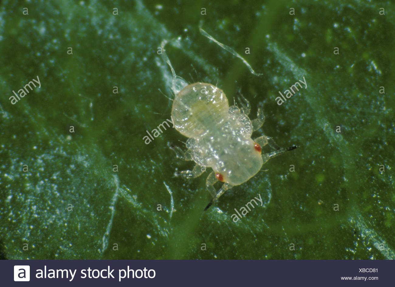 Psyllidae Stock Photos & Psyllidae Stock Images - Alamy