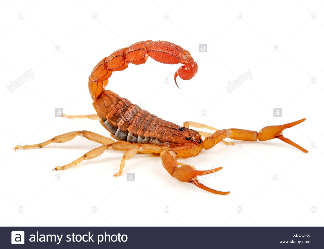 Hottentotta High Resolution Stock Photography and Images - Alamy