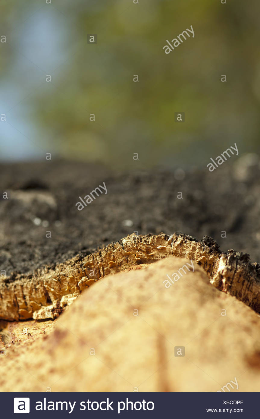 Corkwood Tree High Resolution Stock Photography and Images - Alamy
