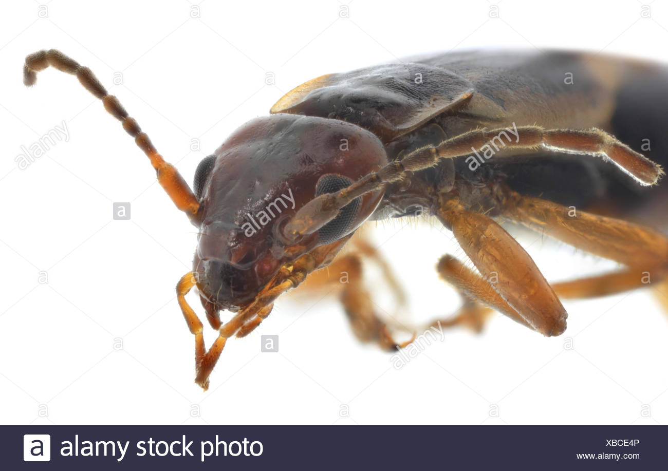 Maxilla Mouthparts High Resolution Stock Photography and Images - Alamy