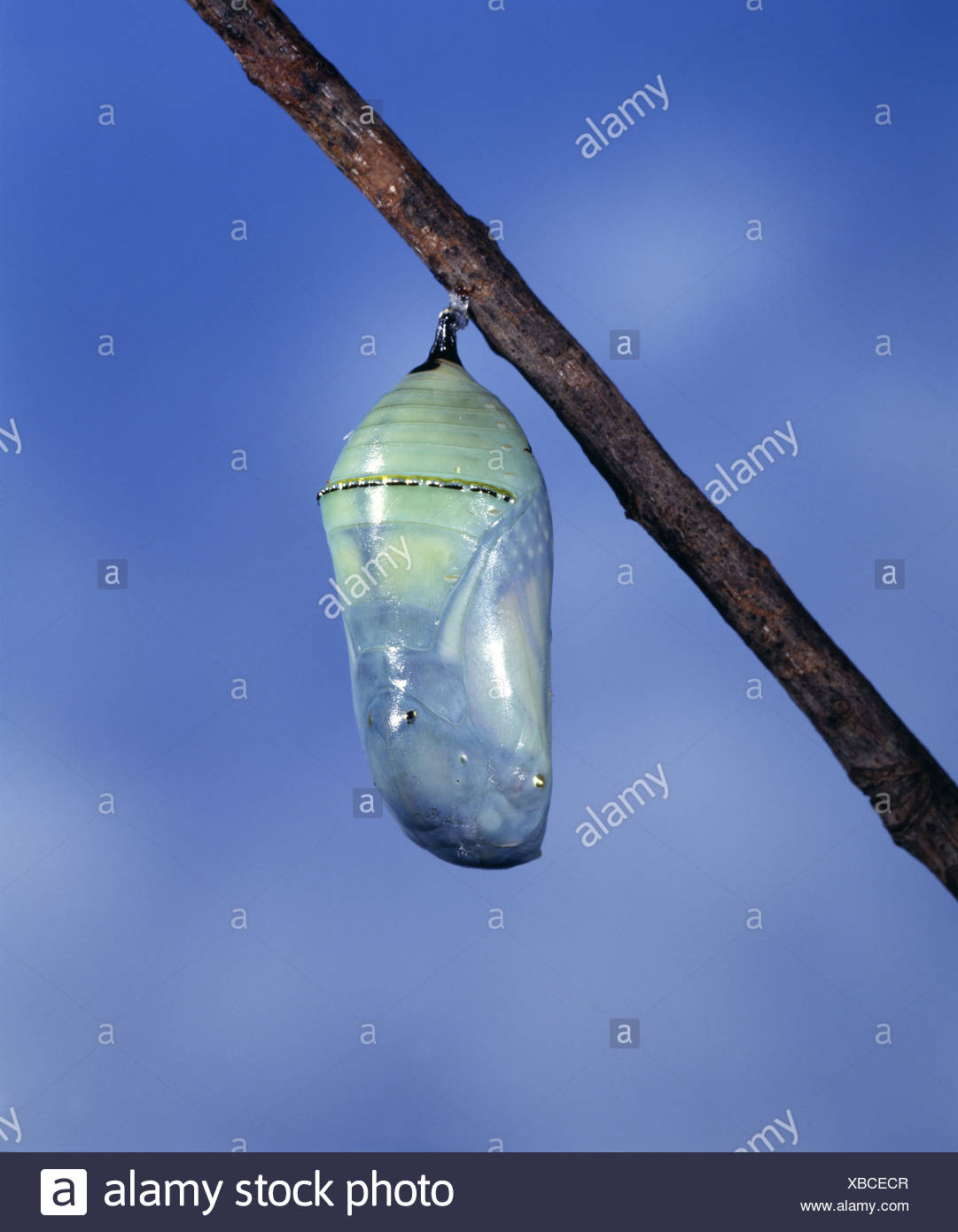 Moth Pupae Life Cycle High Resolution Stock Photography and Images - Alamy
