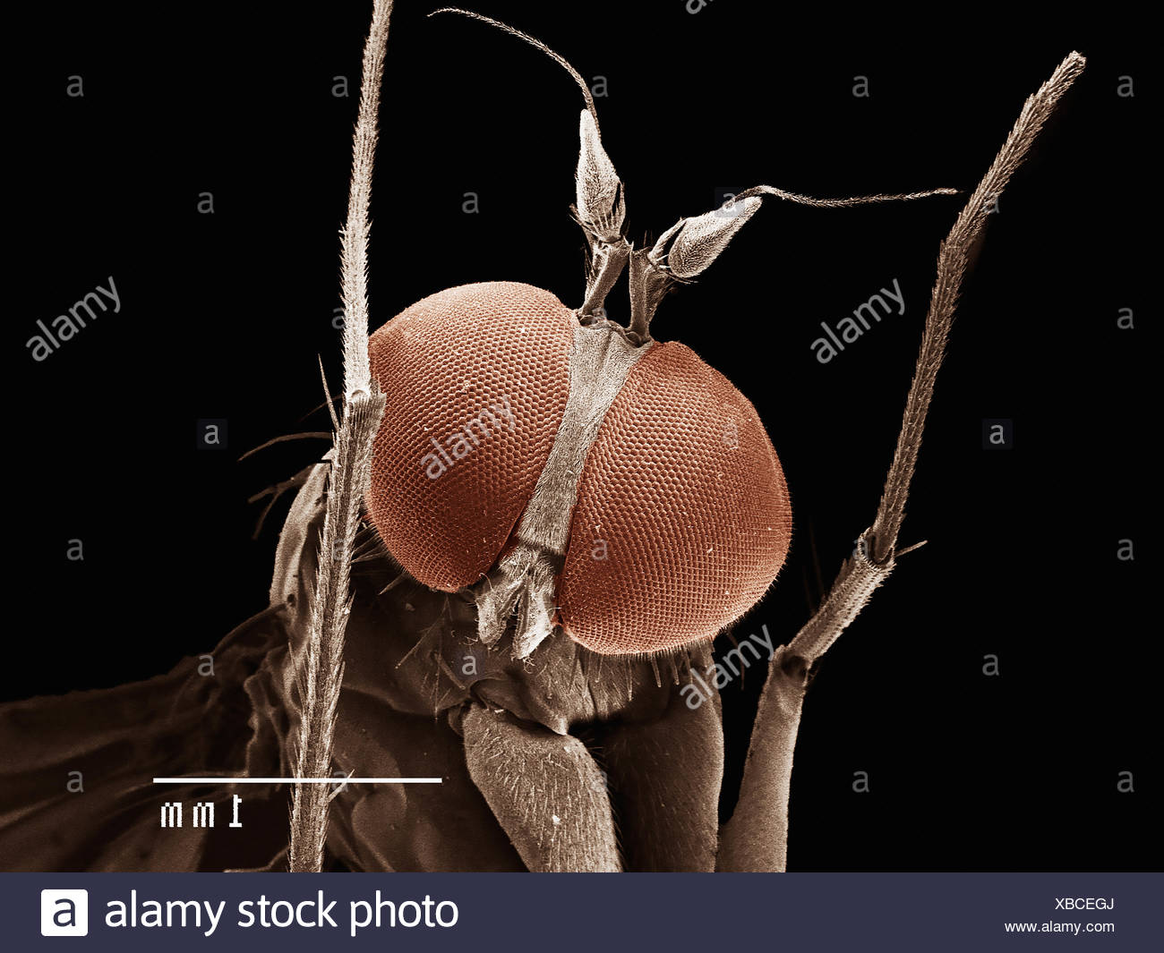 Scanning Electron Microscope High Resolution Stock Photography and ...
