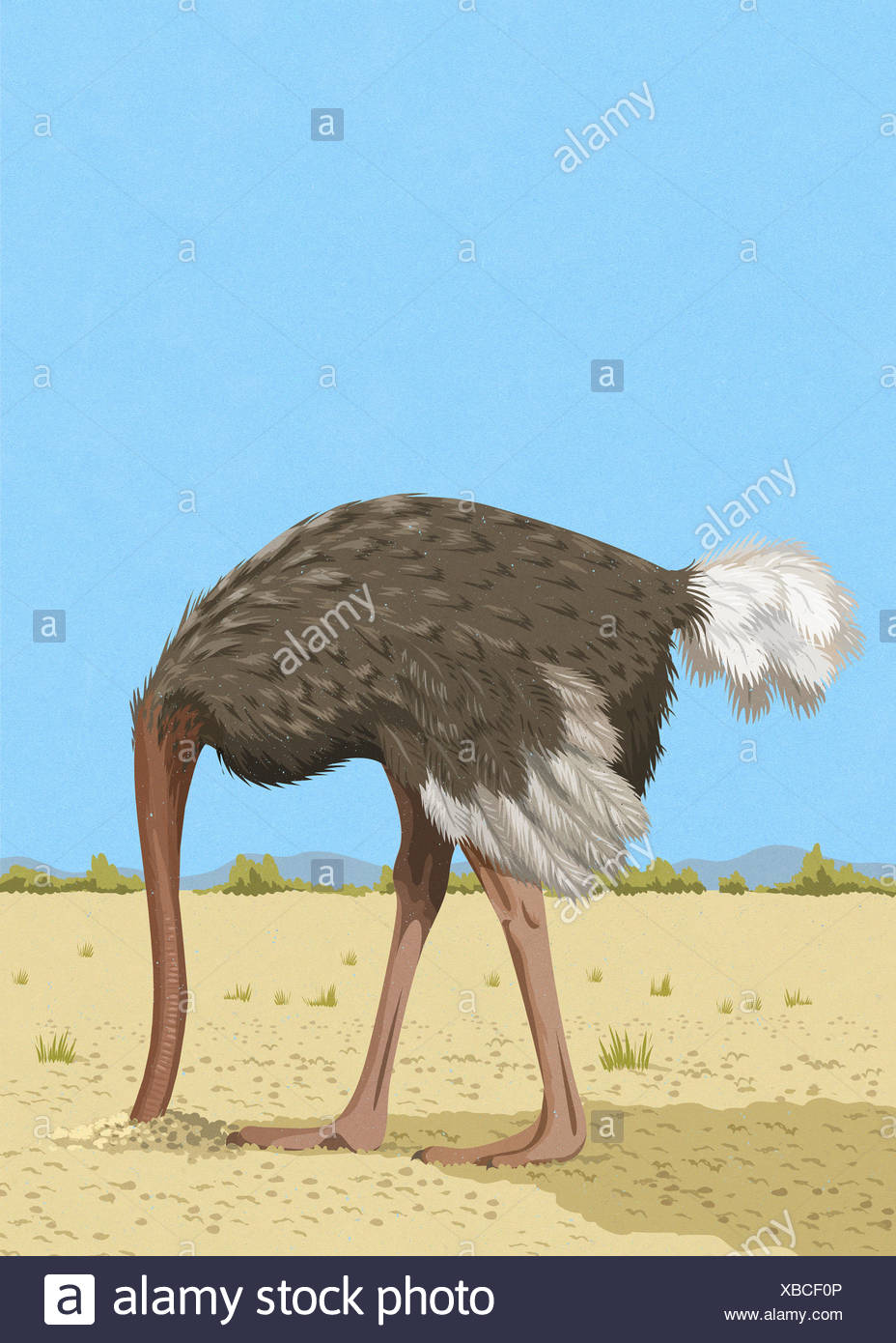 Ostrich With His Head Buried In The Sand at Nicholas Ducan blog