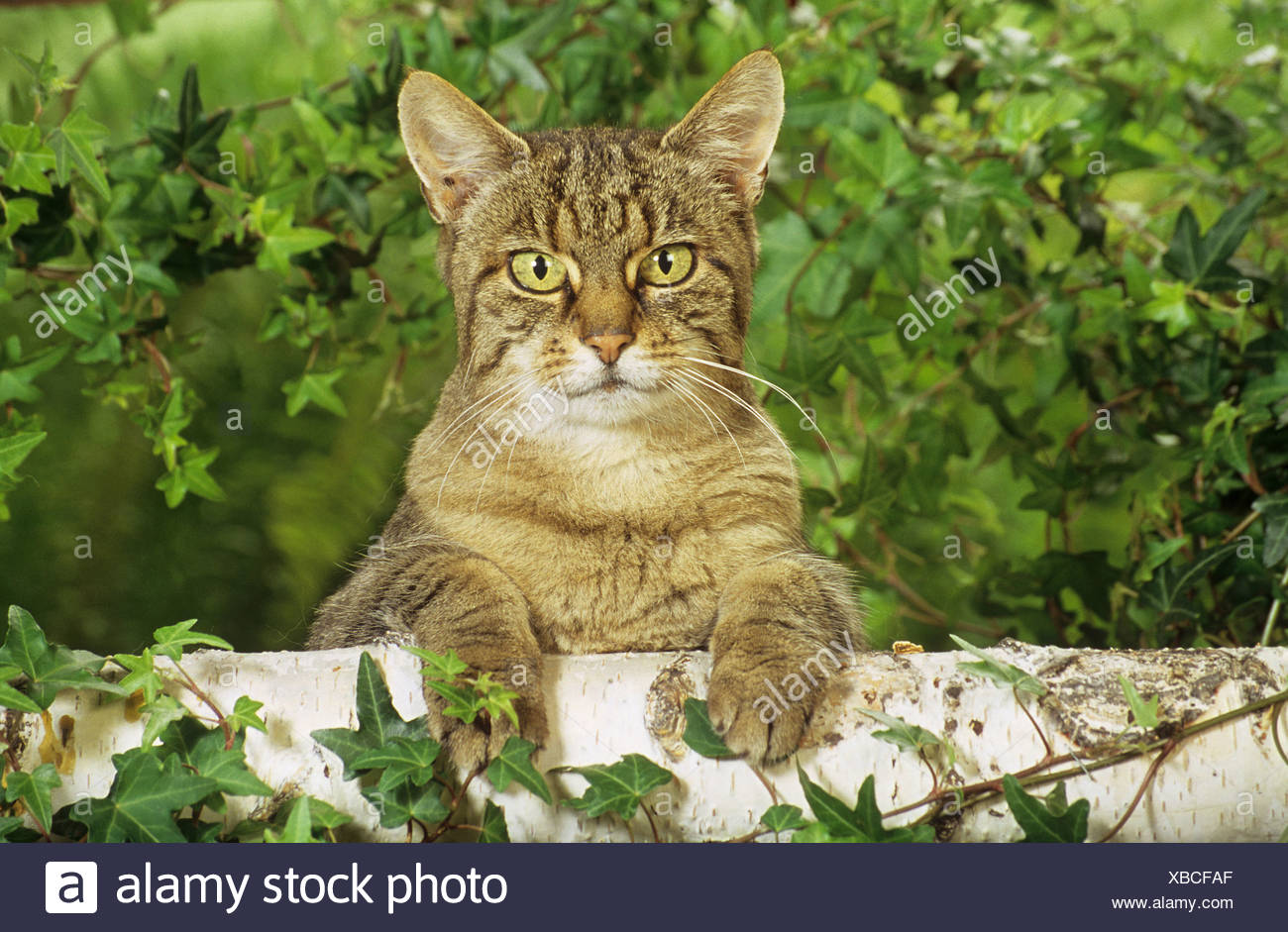 Forepaw Stock Photos & Forepaw Stock Images - Alamy