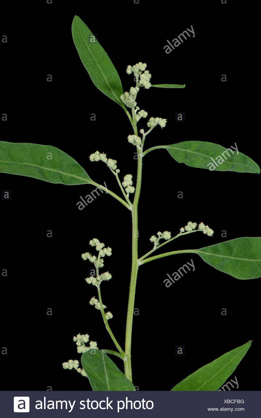 Fat Plant Flower High Resolution Stock Photography and Images - Alamy